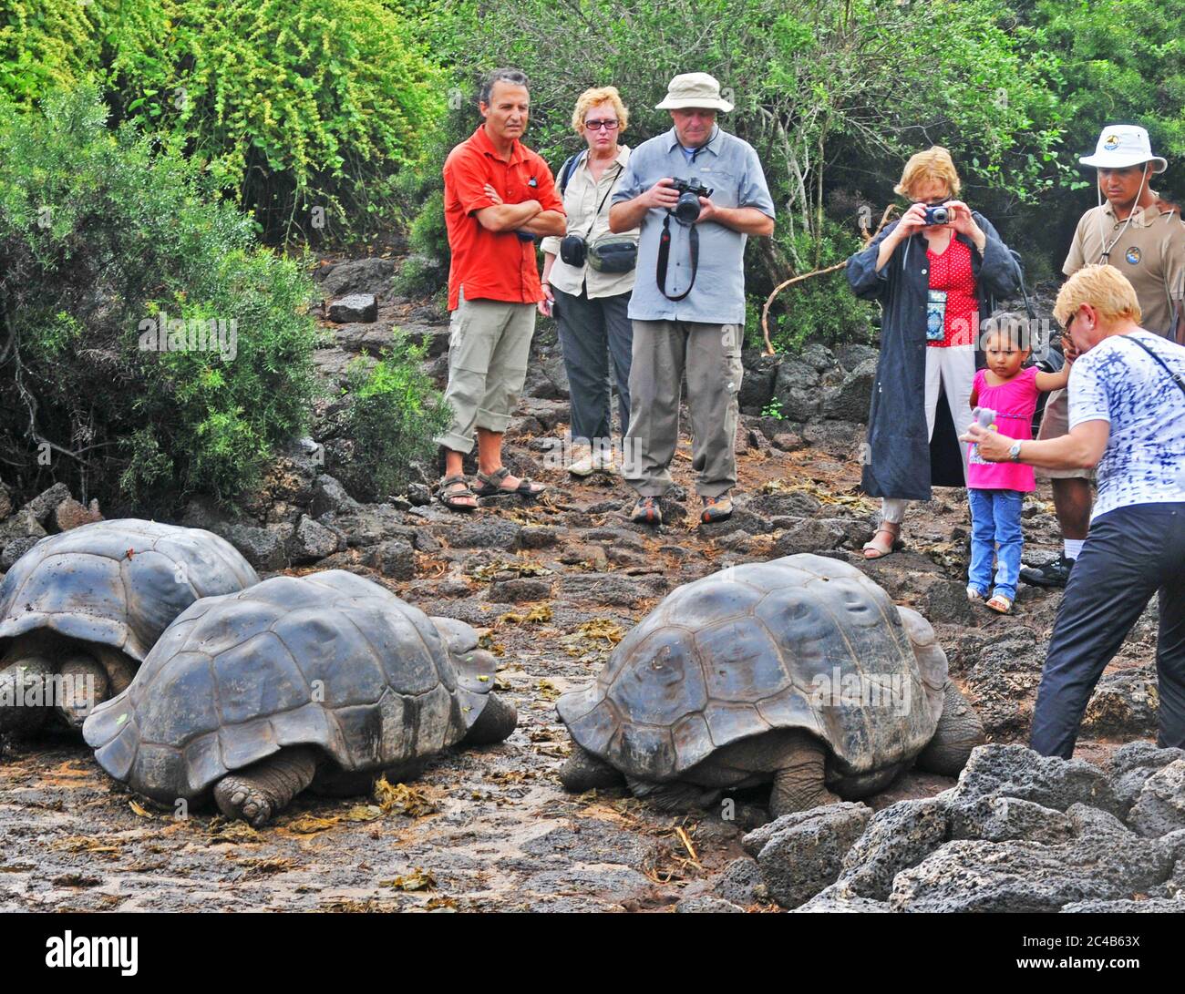 Darwin foundation tortoise hi-res stock photography and images - Alamy