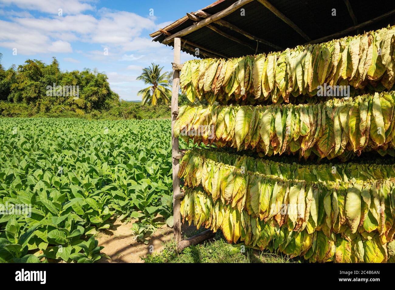 Cultivated tobacco (Nicotiana tabacum), tobacco leaves hung to dry and ...