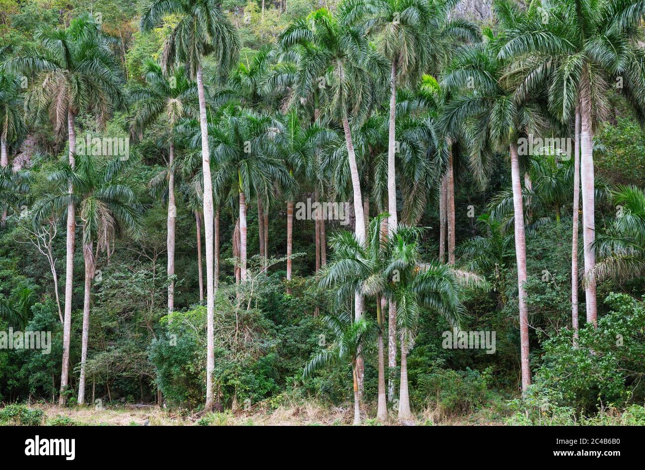 Royal palms (Roystonea regia), Vinales Valley, Cuba Stock Photo - Alamy