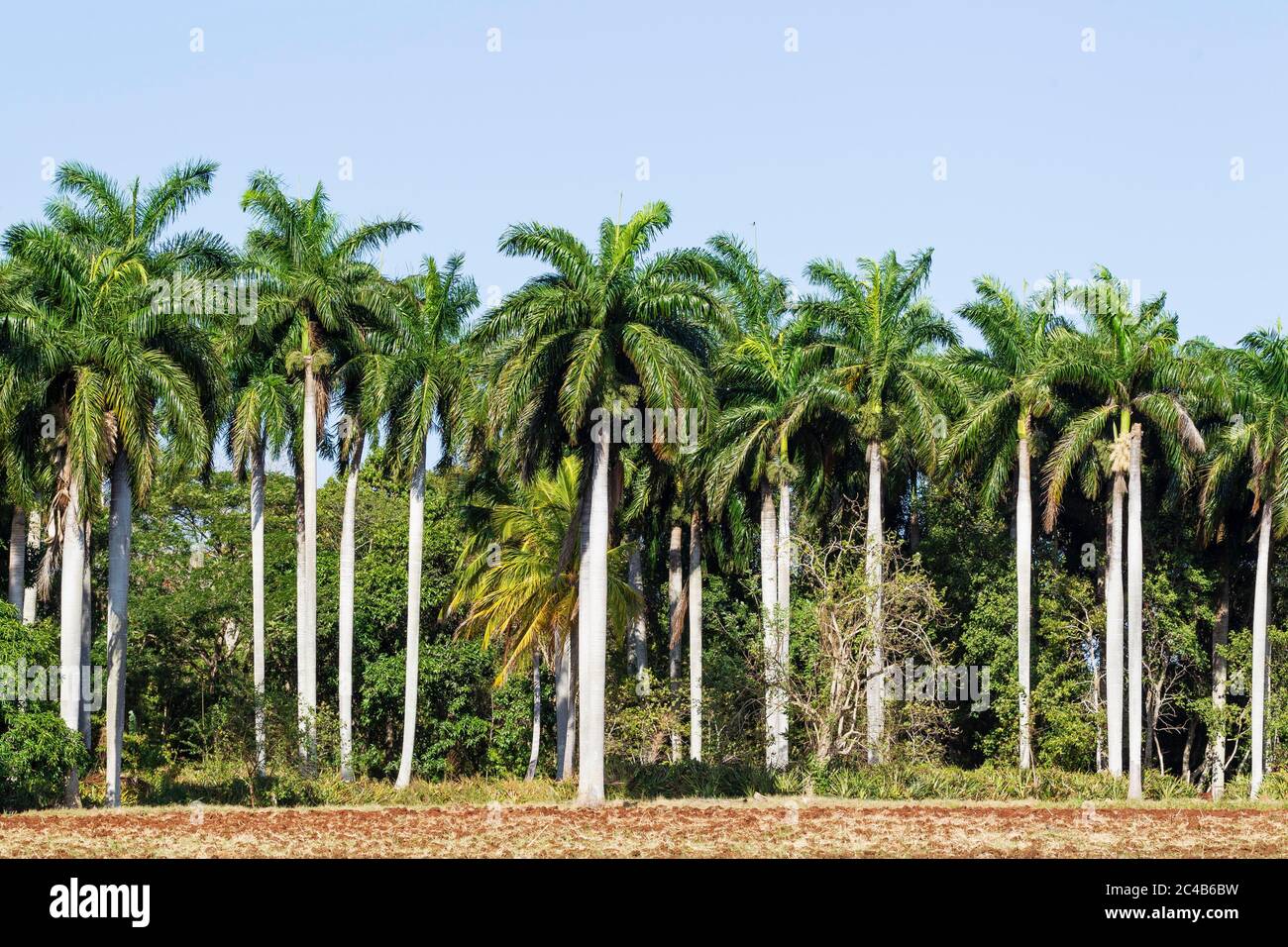 Royal palms (Roystonea regia), Granma Province, Cuba Stock Photo - Alamy