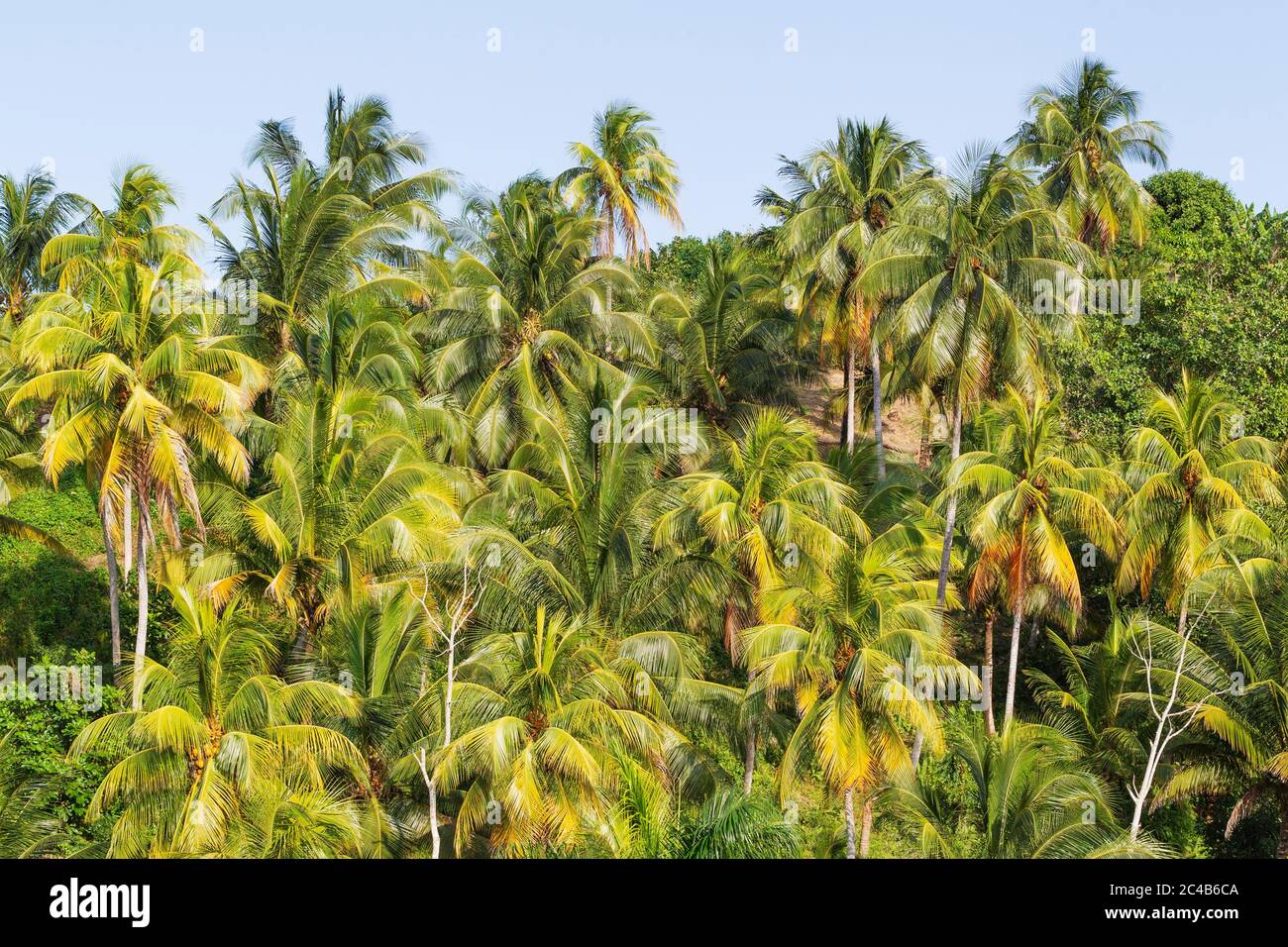 Coconut palm (Cocos nucifera) near Baracoa, Guantanamo Province, Cuba ...