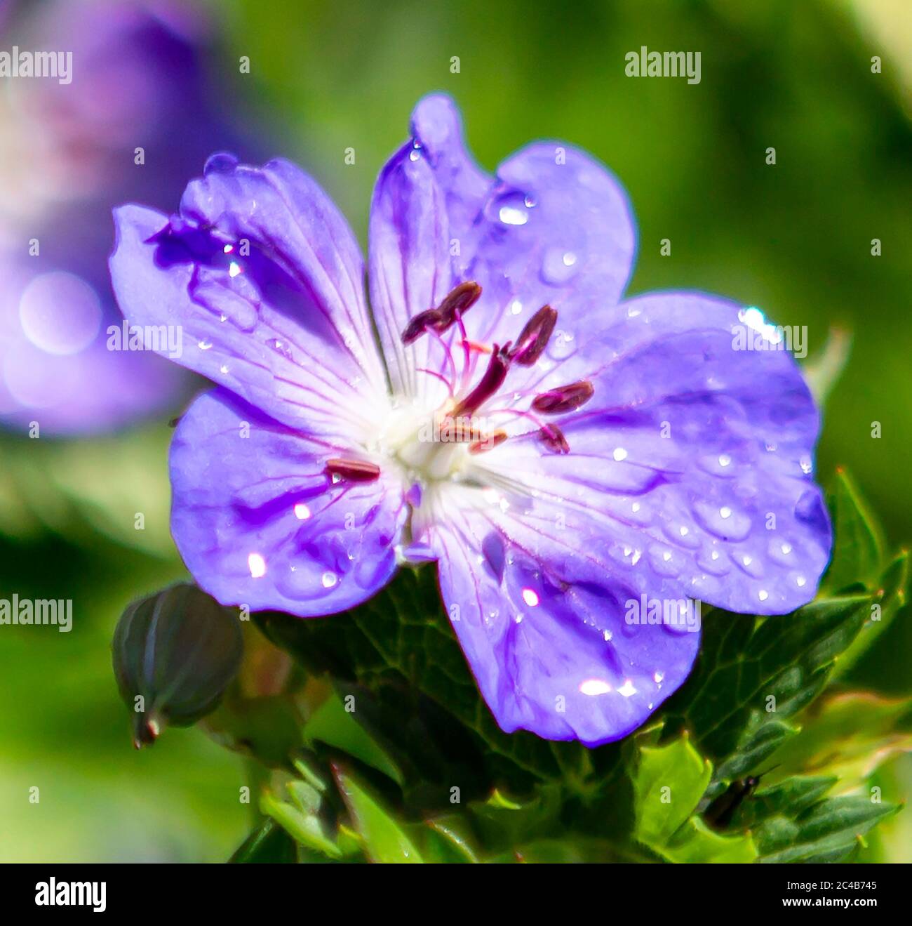 Tiny purple flower with dew drops Stock Photo - Alamy
