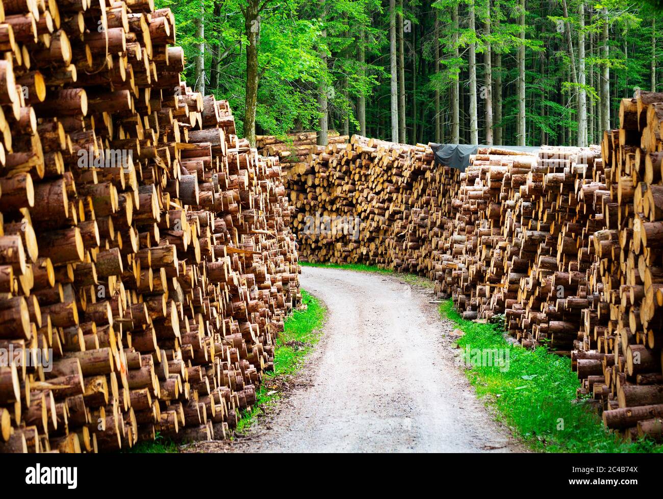 Large wood pile hi-res stock photography and images - Alamy