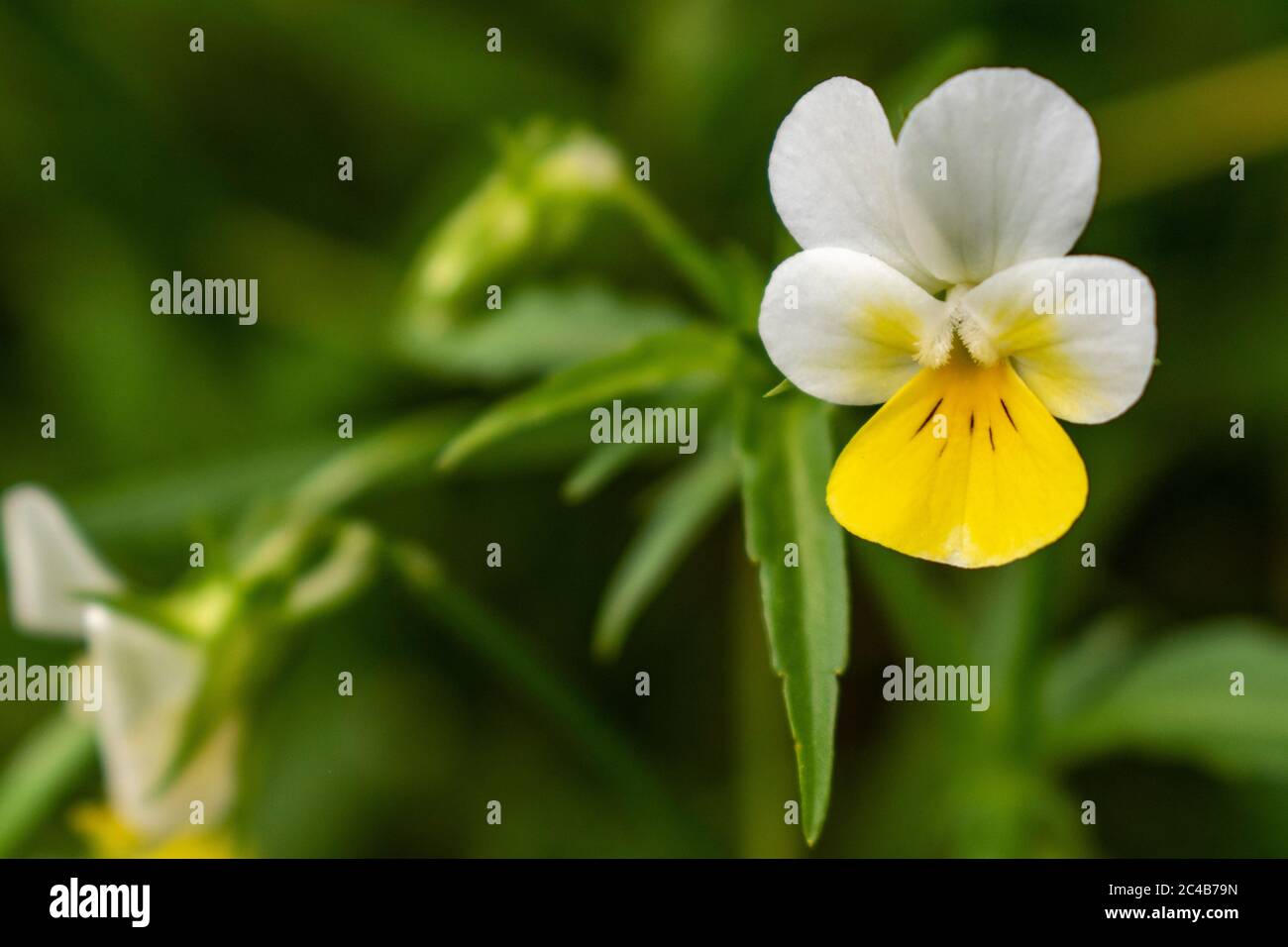 Viola tricolor wild hi-res stock photography and images - Alamy
