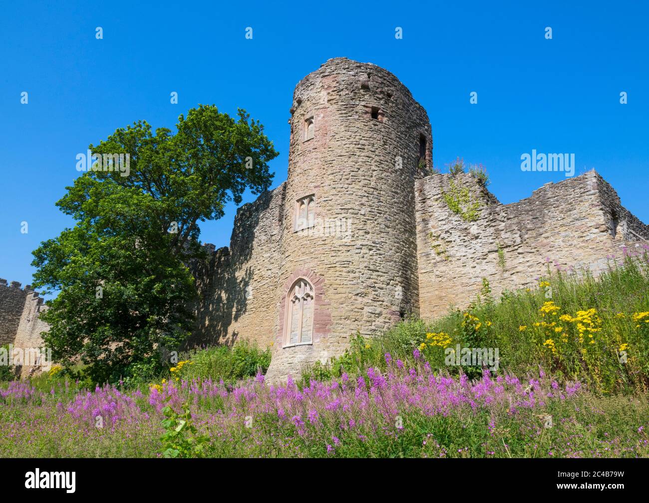 Rosebay Willow Herb beneath Mortimer's Tower, Ludlow Castle, Shropshire ...