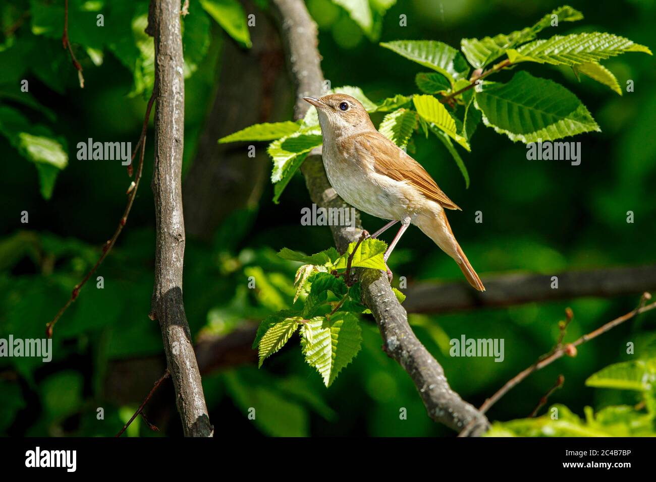 Natural world luscinia megarhynchos hi-res stock photography and images ...