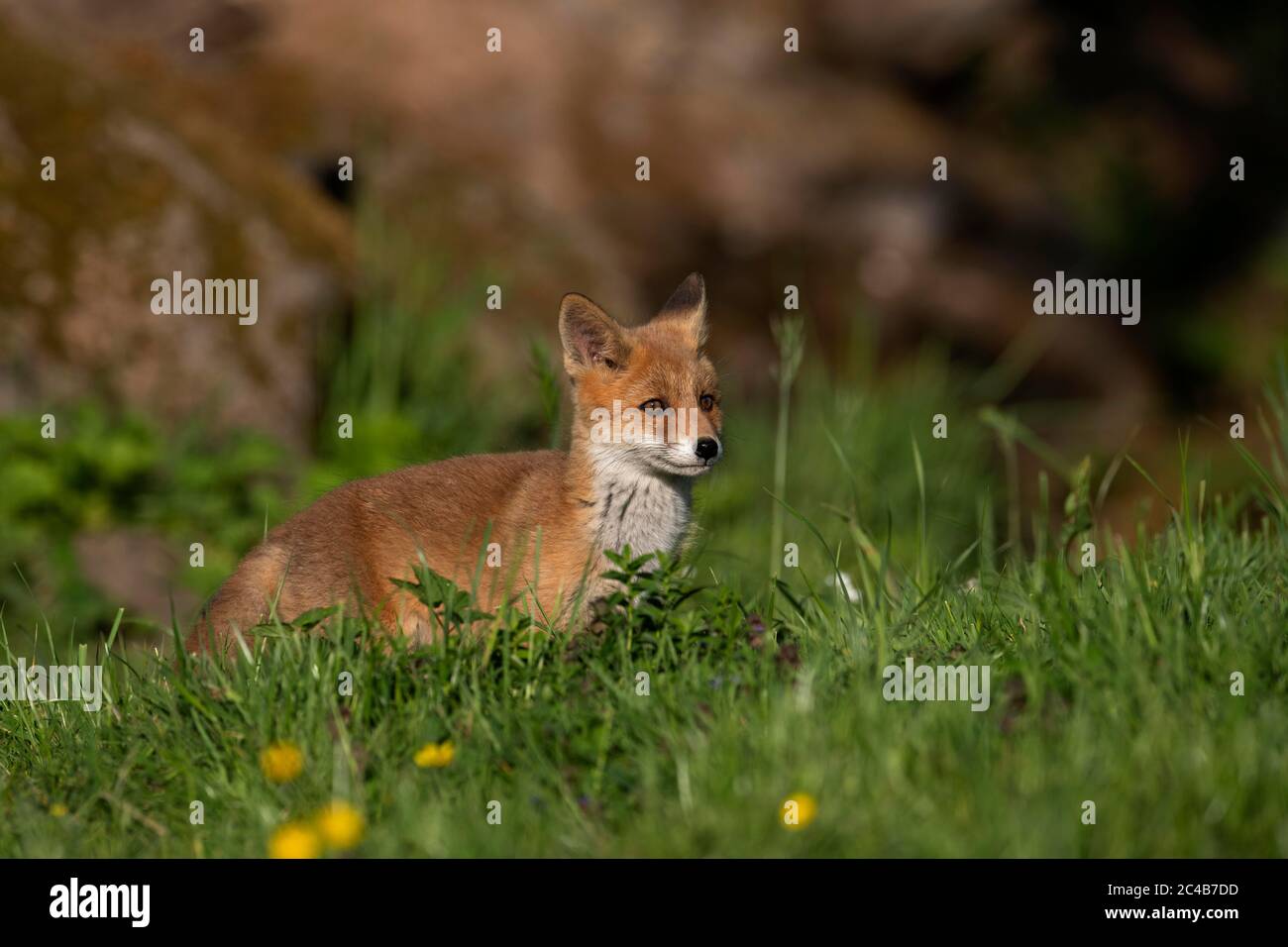 Red fox (Vulpes vulpes), young animal stands in Wiese, Rhineland ...