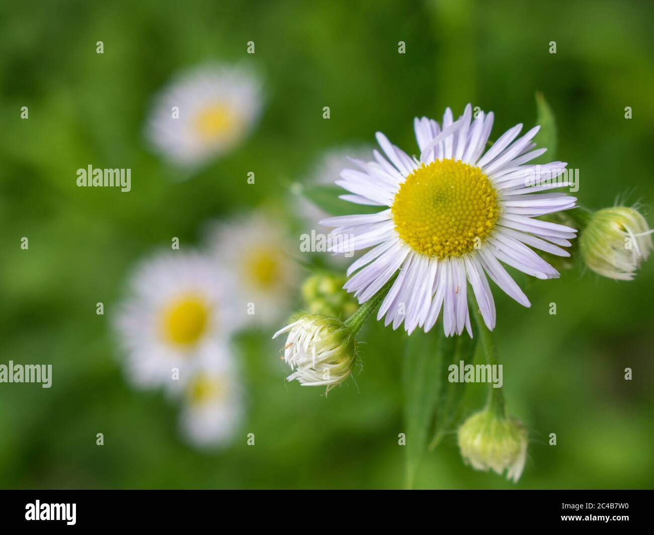 Daisy fleabane hi-res stock photography and images - Alamy