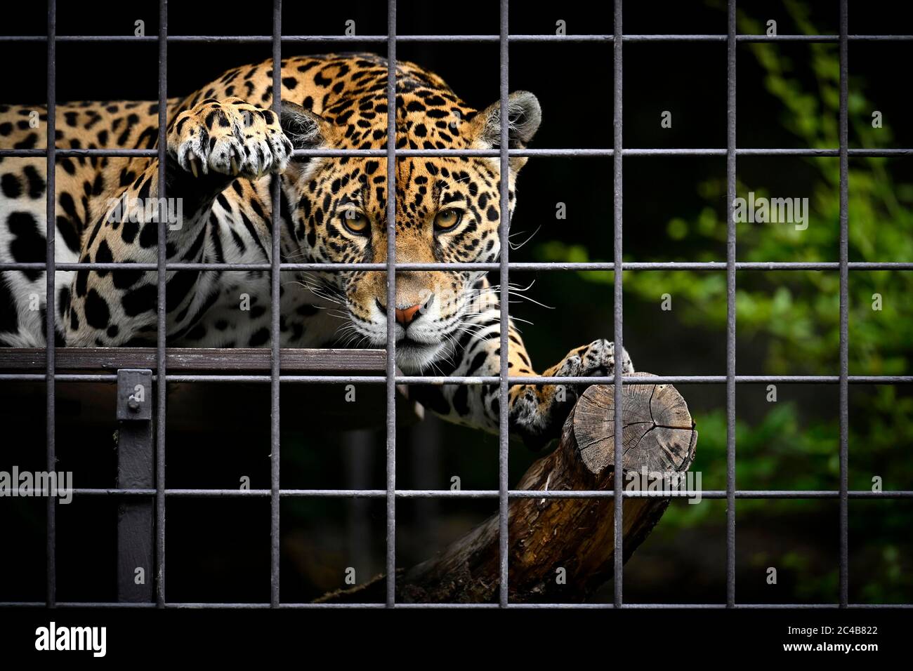 Jaguar (Panthera onca) behind bars, cages, captive, Germany Stock Photo ...