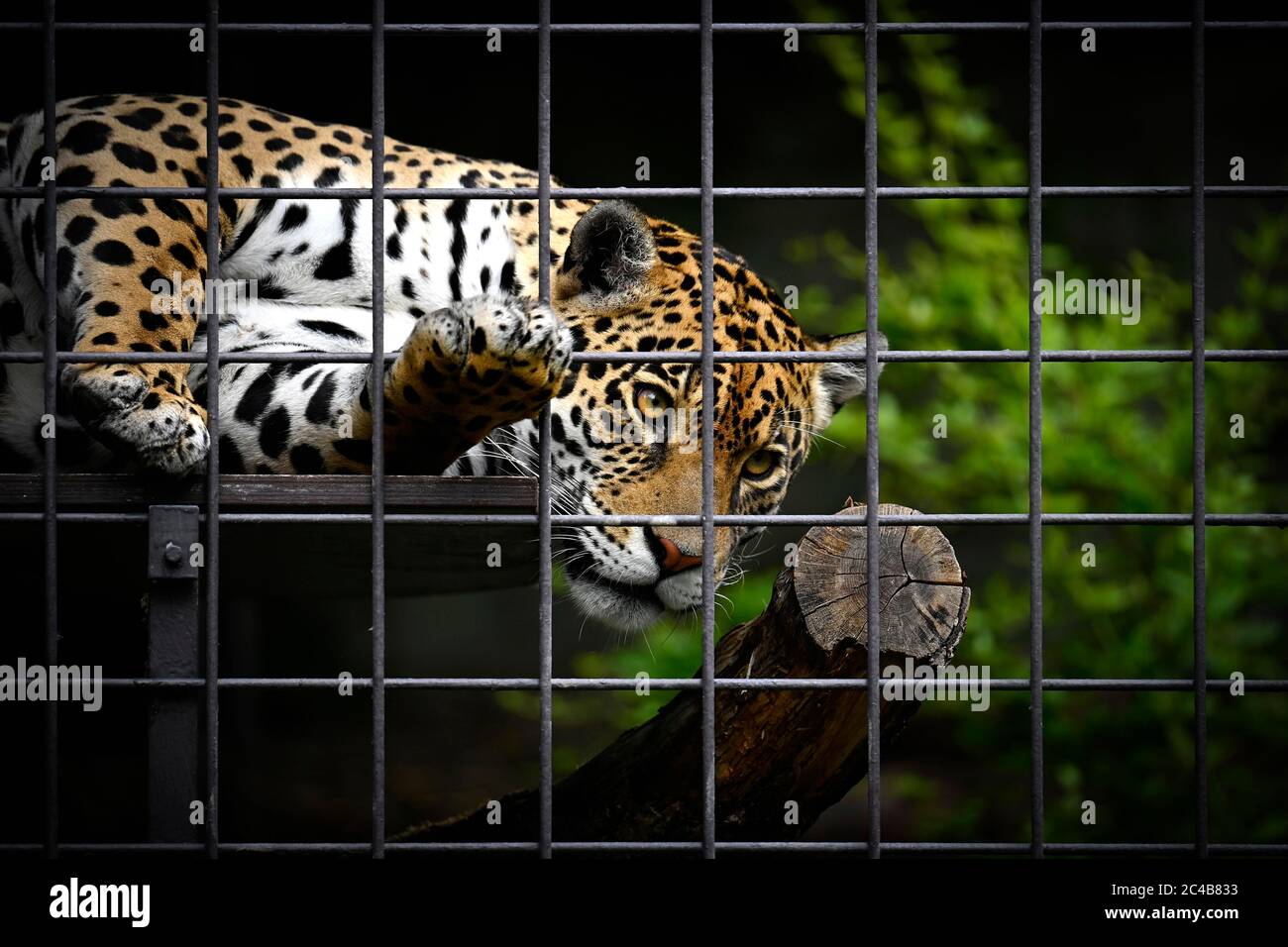 Animal behind bars hi-res stock photography and images - Alamy