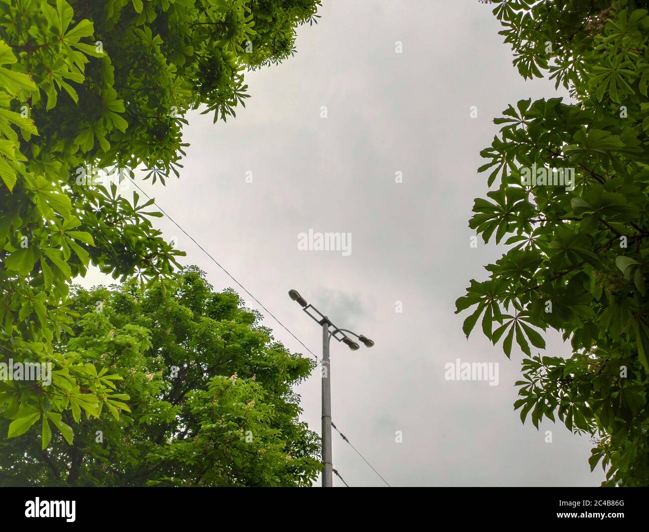 street light with green tree in the city on the clouds background Stock ...