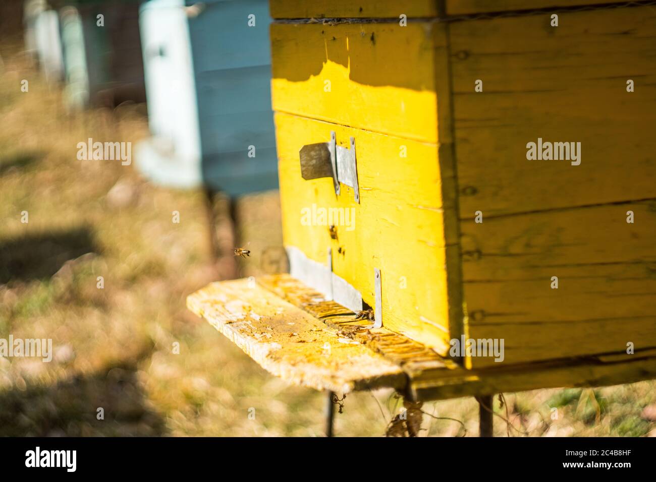 Yellow and blue wooden beehive boxes Stock Photo - Alamy