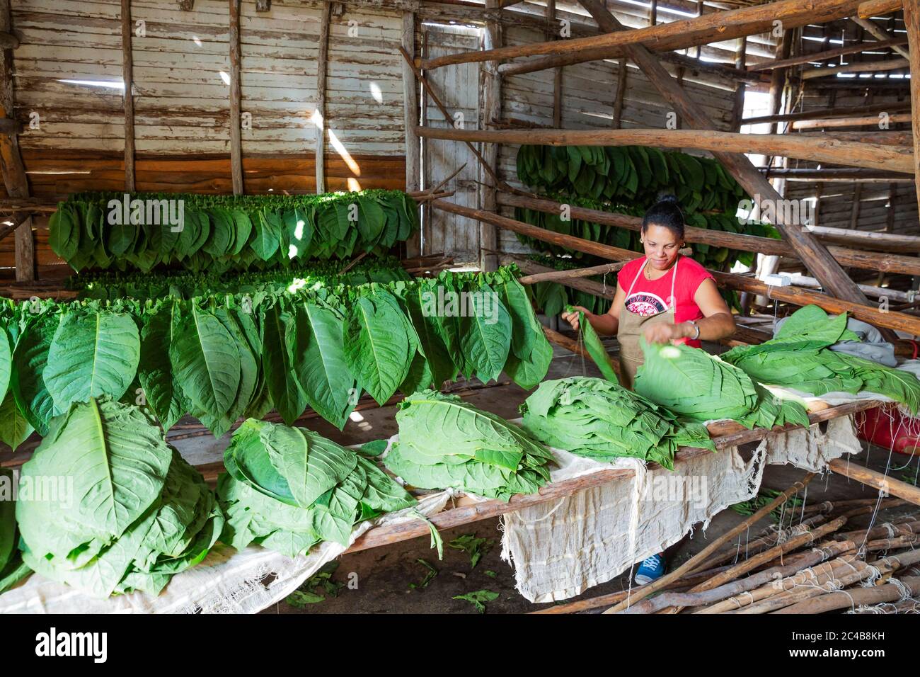 Cultivated tobacco (Nicotiana tabacum), hanging tobacco leaves to dry ...
