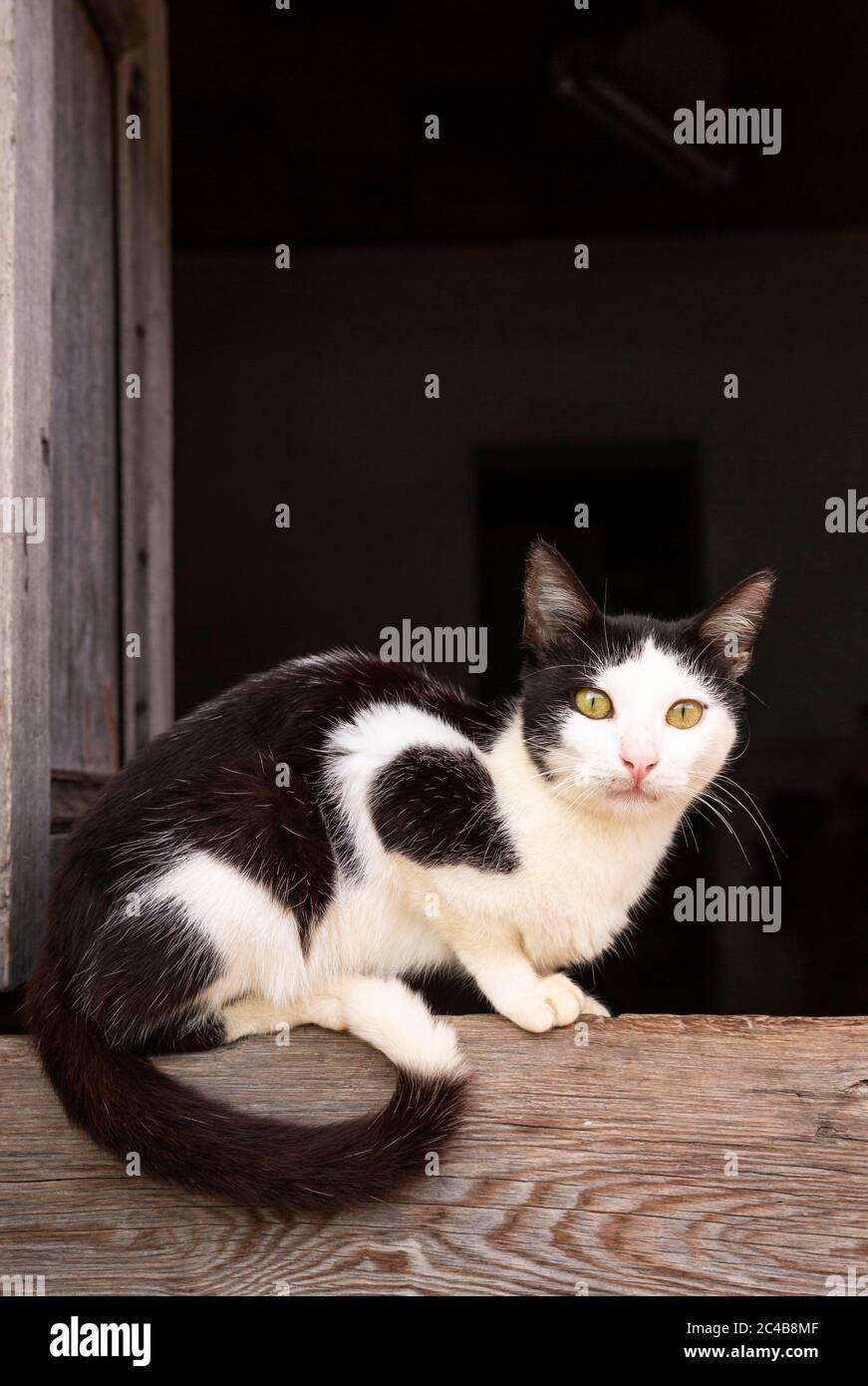Domestic cat (Felis catus), resting at an open window, Trinidad, Cuba ...