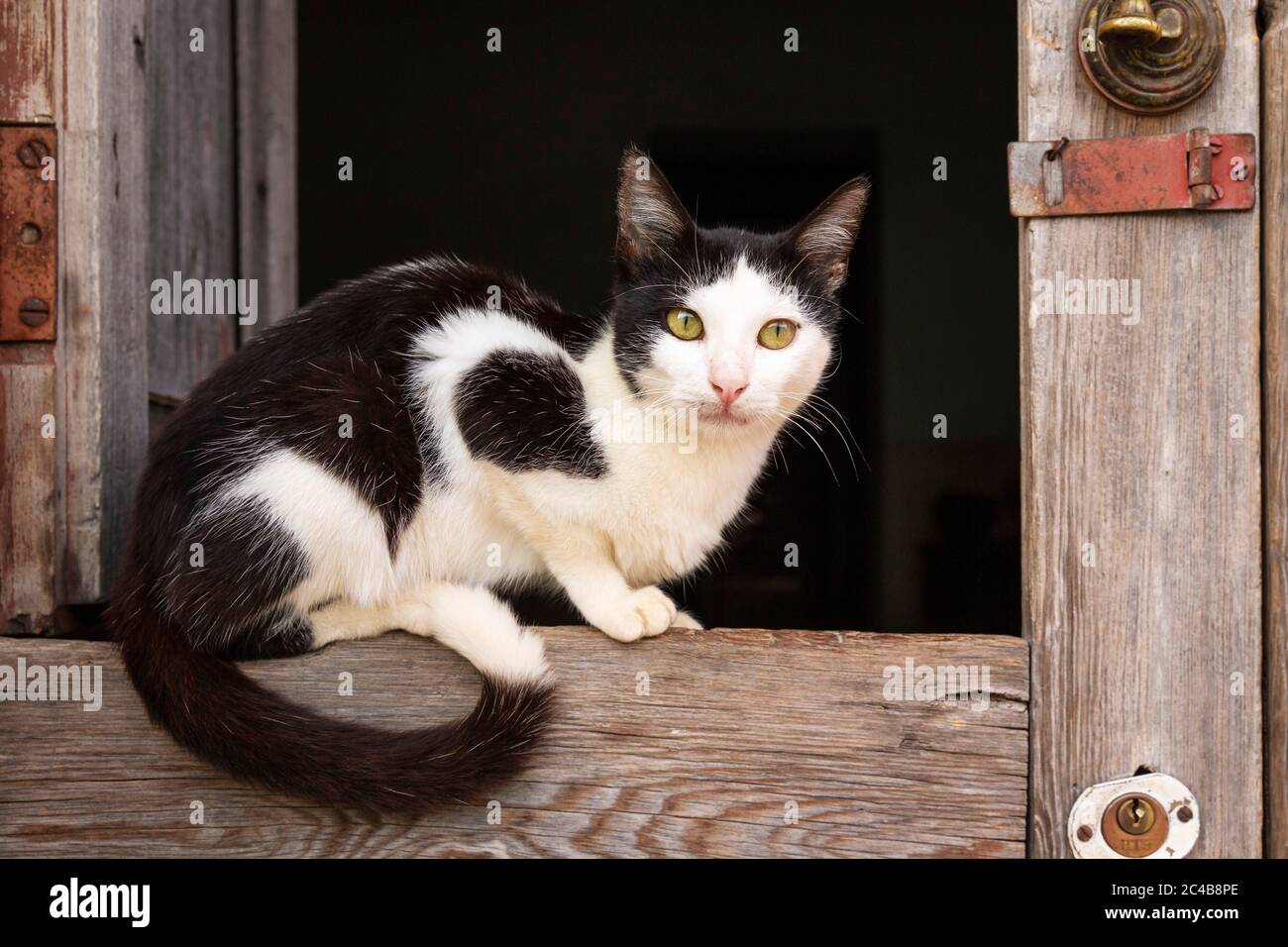 Domestic cat (Felis catus), resting at an open window, Trinidad, Cuba ...
