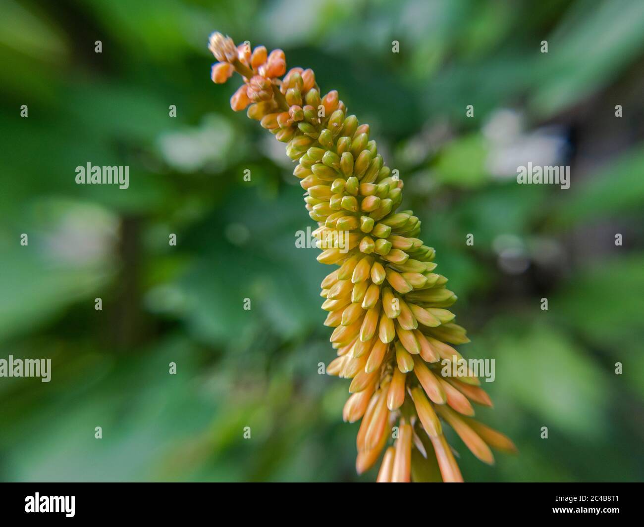 Tritoma uvaria hi-res stock photography and images - Alamy