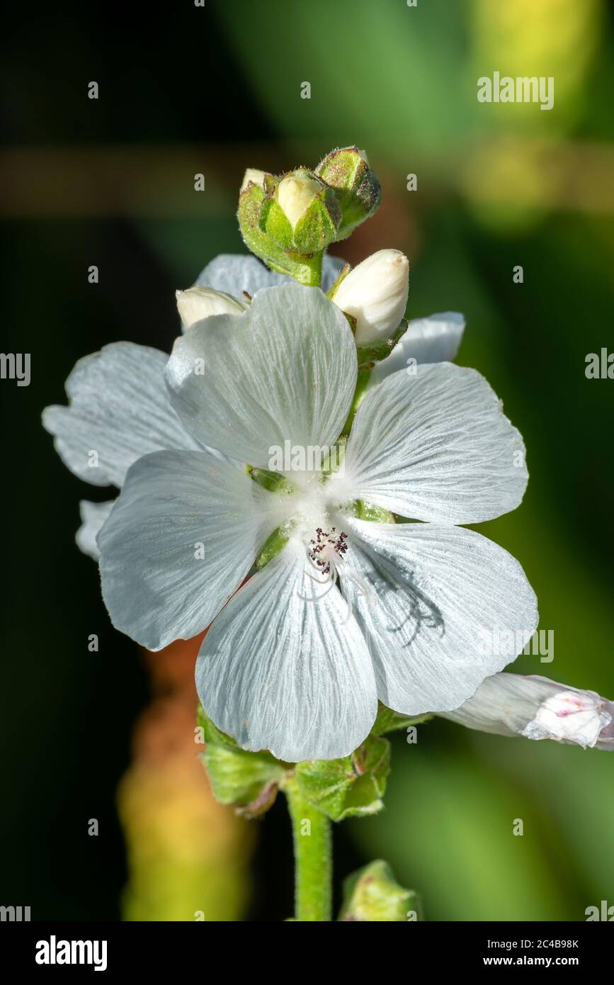 Sidalcea candida a white summer flower plant commonly known as white ...
