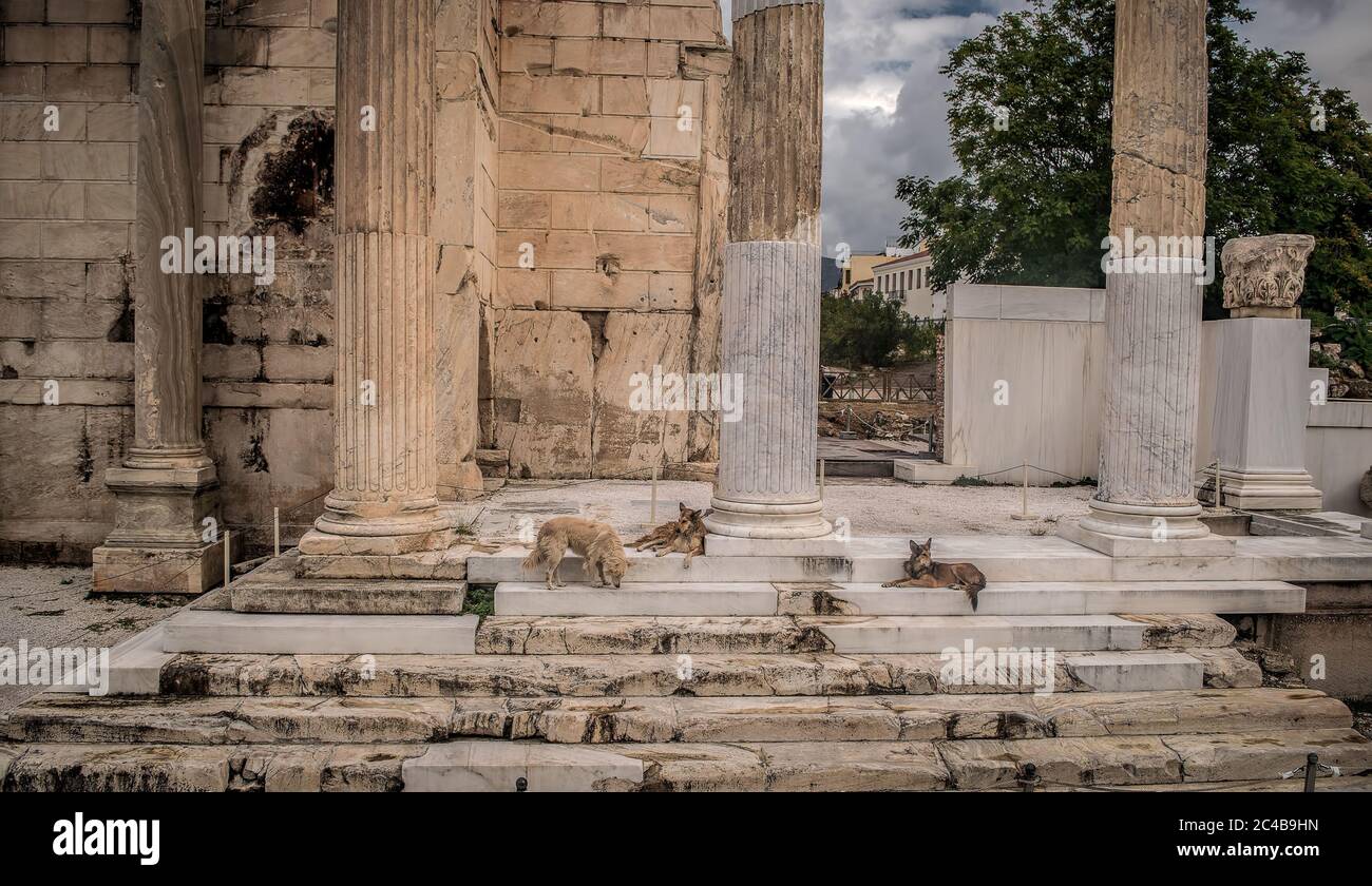 Athens dogs hi-res stock photography and images - Alamy