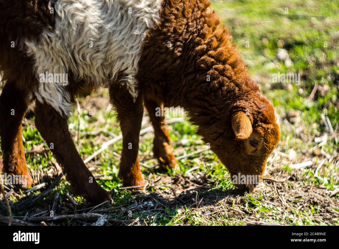 White sheep in farm yard hi-res stock photography and images - Alamy