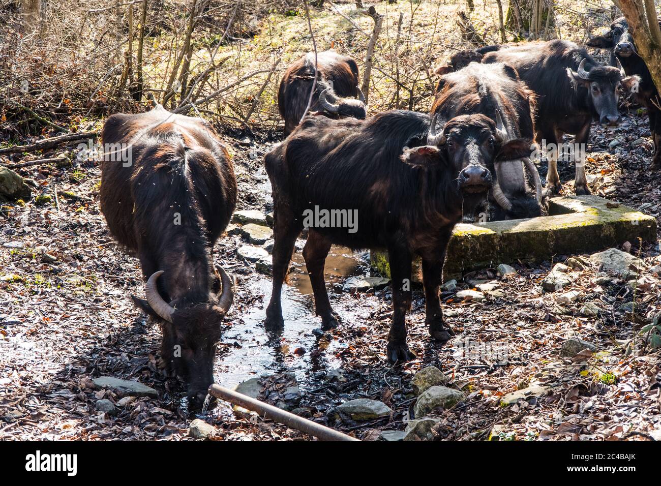 Black oxen walking in the forest zone Stock Photo - Alamy