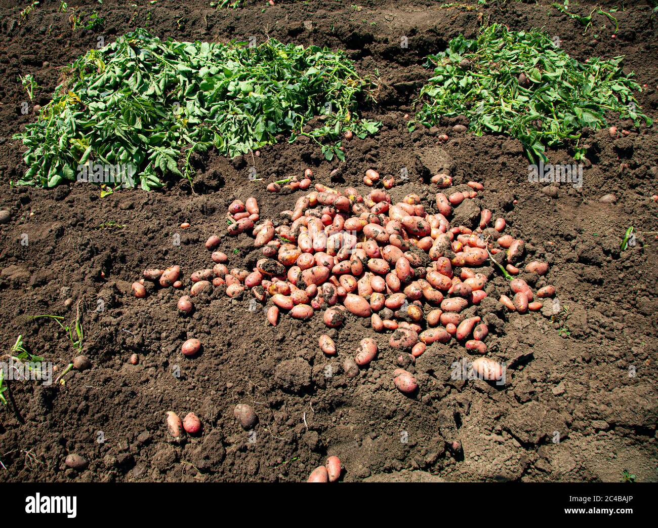 Potatoes digged and spread over the land Stock Photo - Alamy