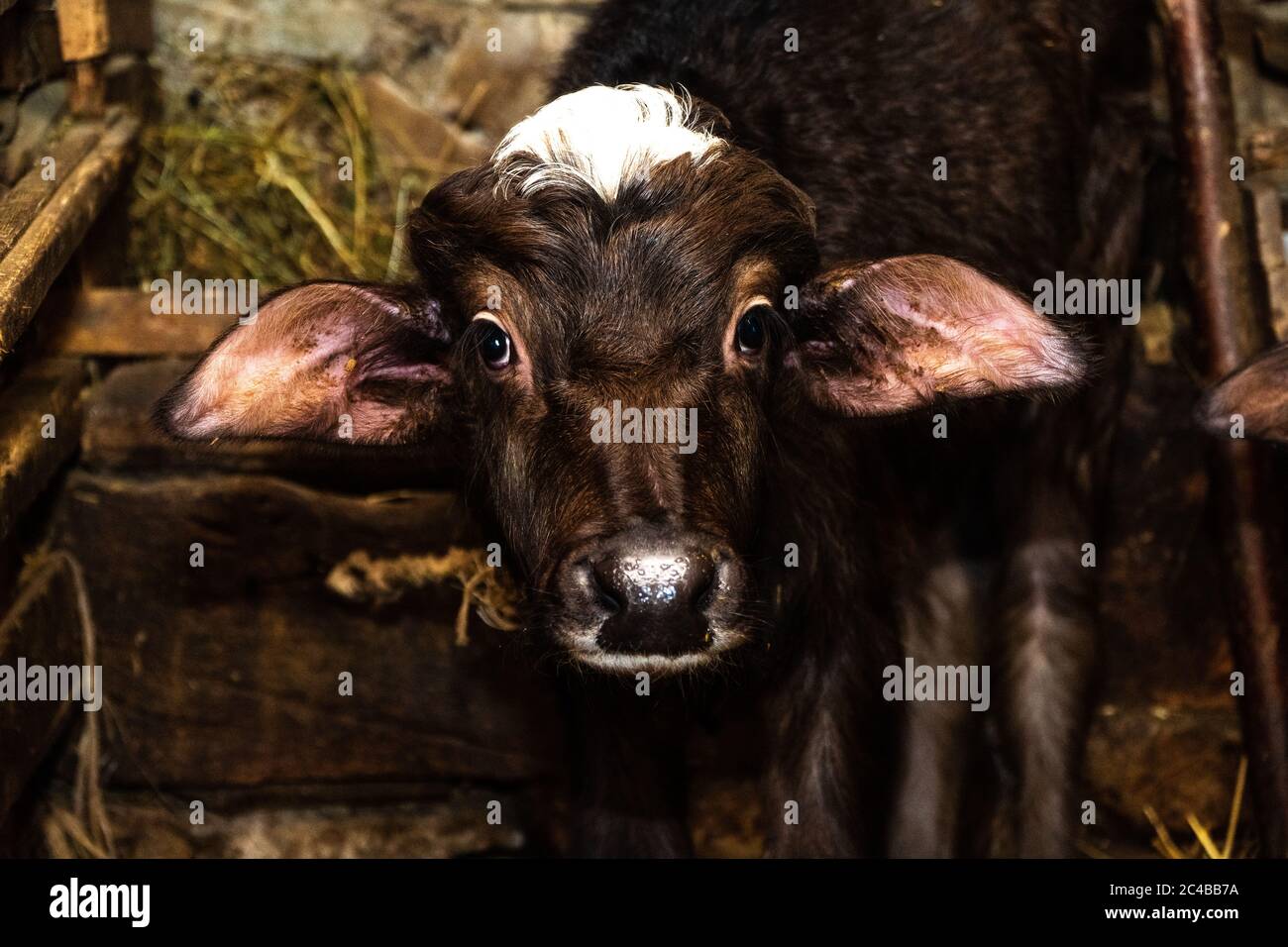 A black cow with white hairs and big ears Stock Photo - Alamy