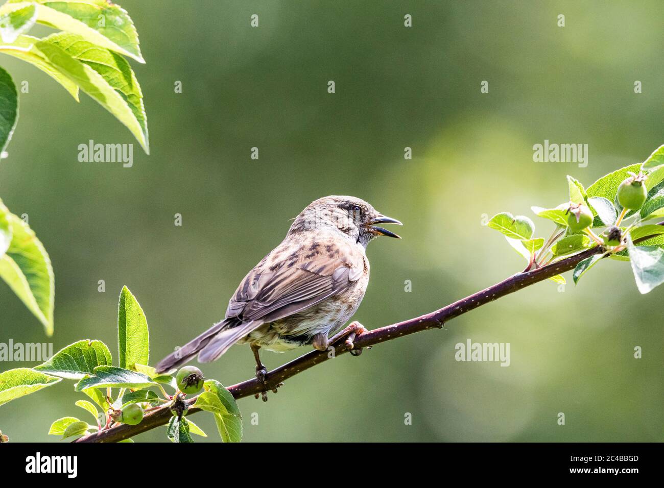 Dunnock garden hi-res stock photography and images - Alamy
