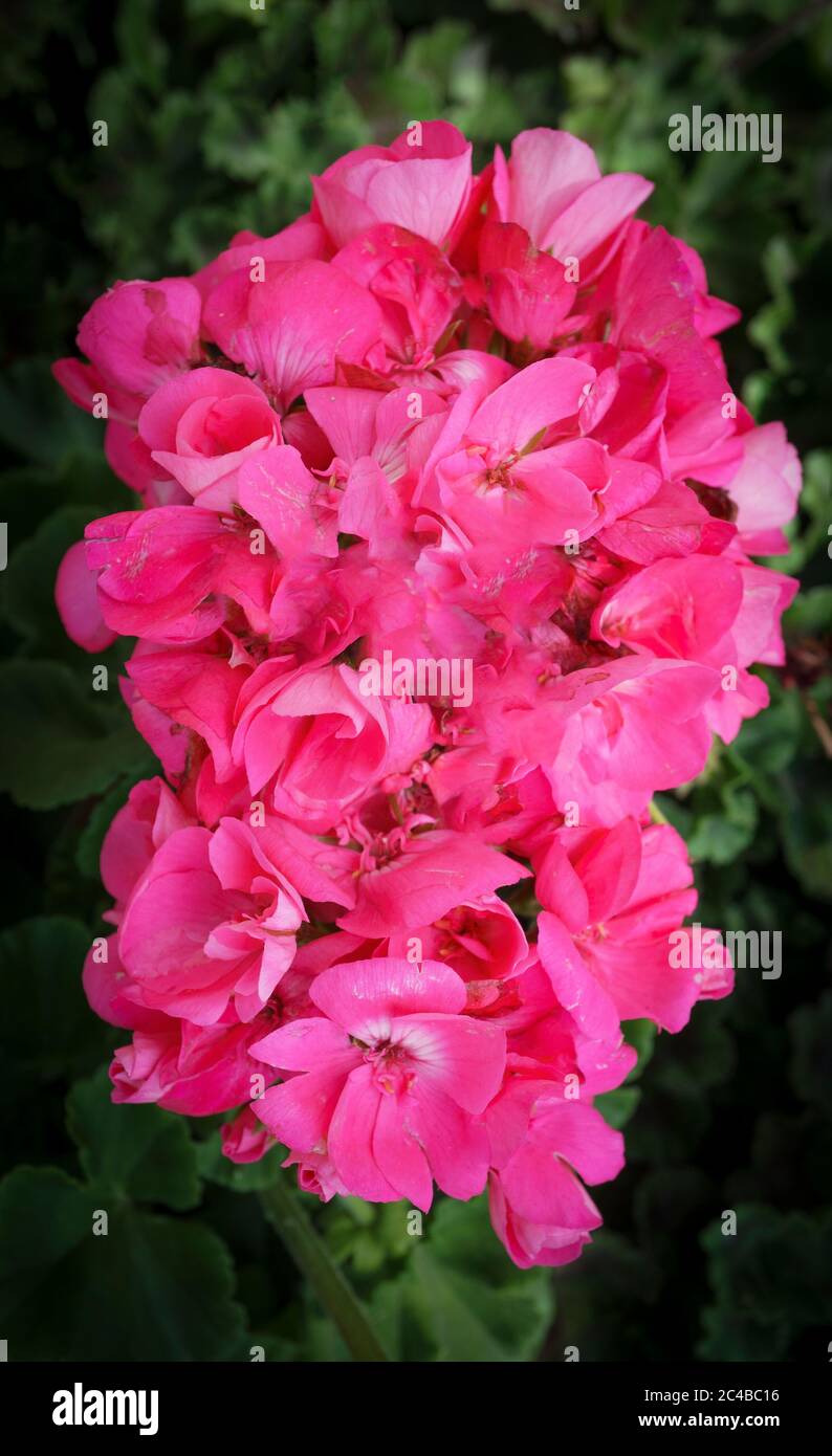 Geranium and hydrangea hi-res stock photography and images - Alamy