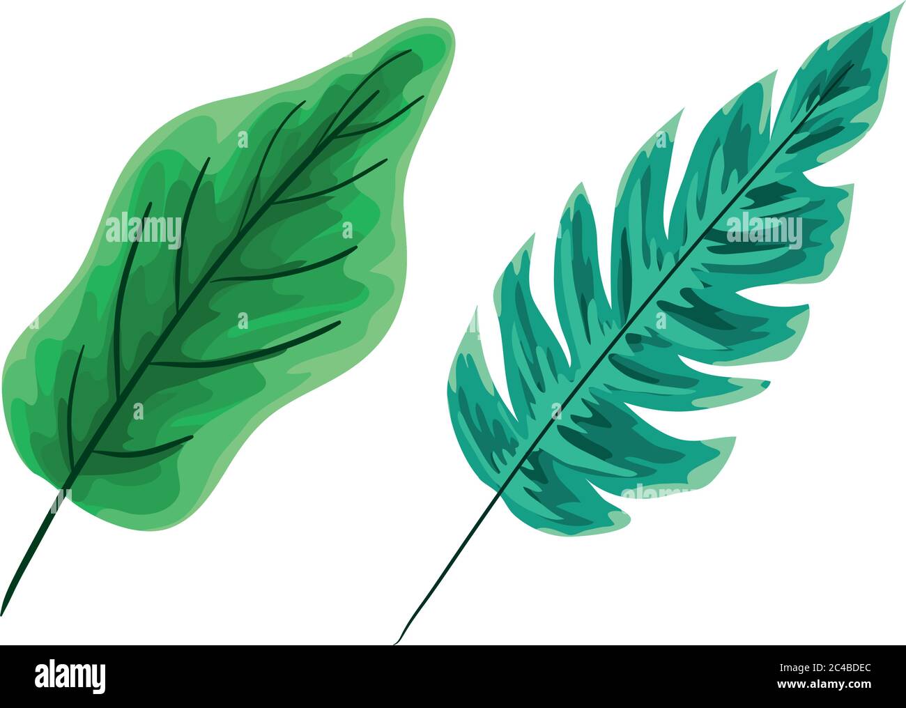 two green leaves design of Floral nature plant garden ornament botany ...