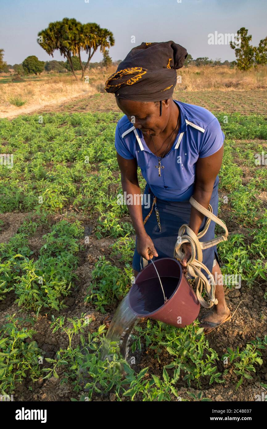 Microfinance client market farming in savanes province, north togo ...