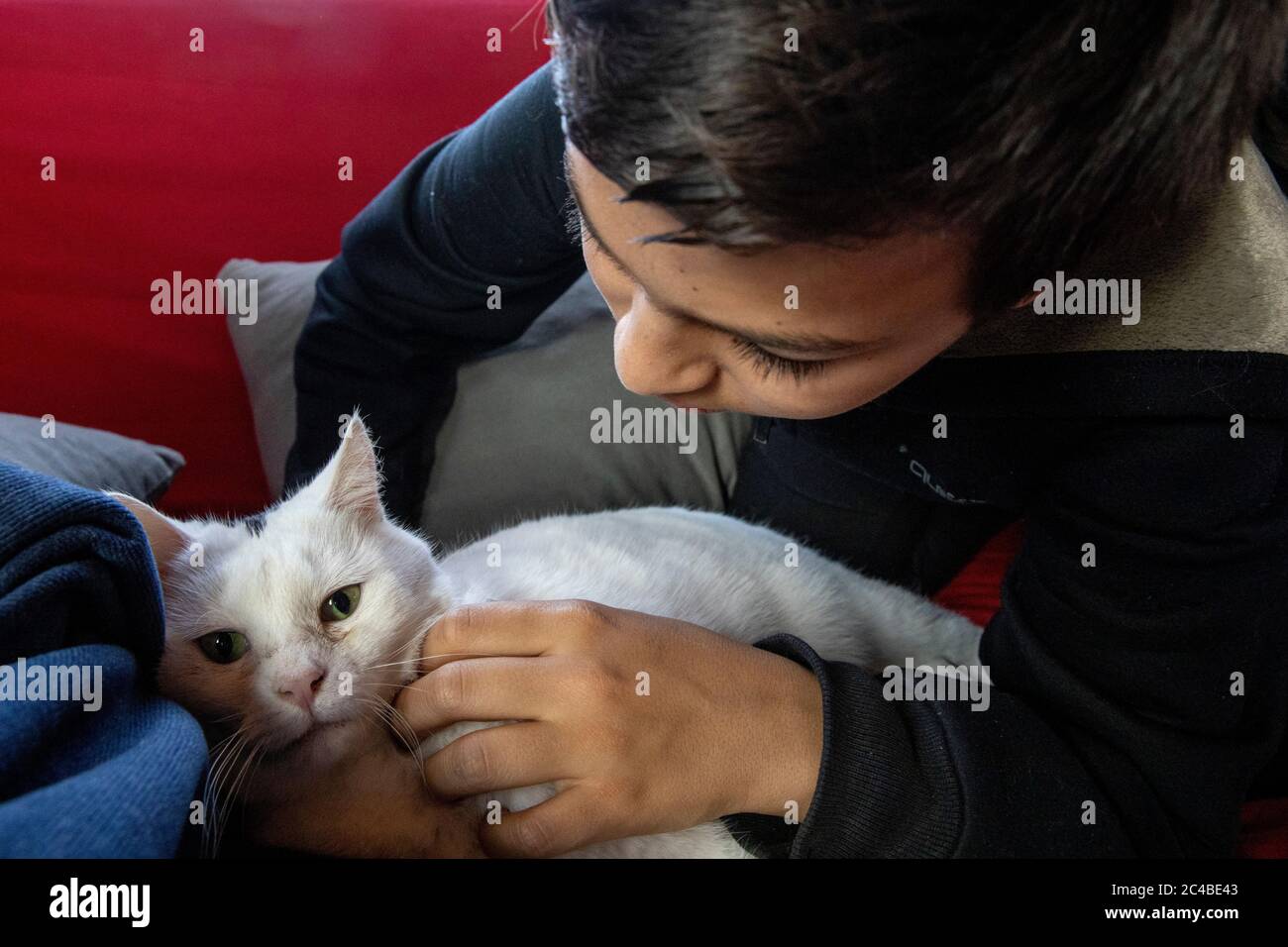 Boy and cat Stock Photo - Alamy