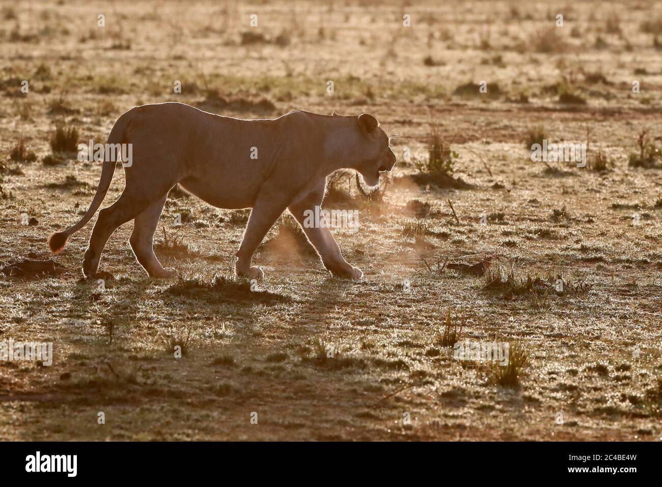Lion and lioness in the wild african hi-res stock photography and ...