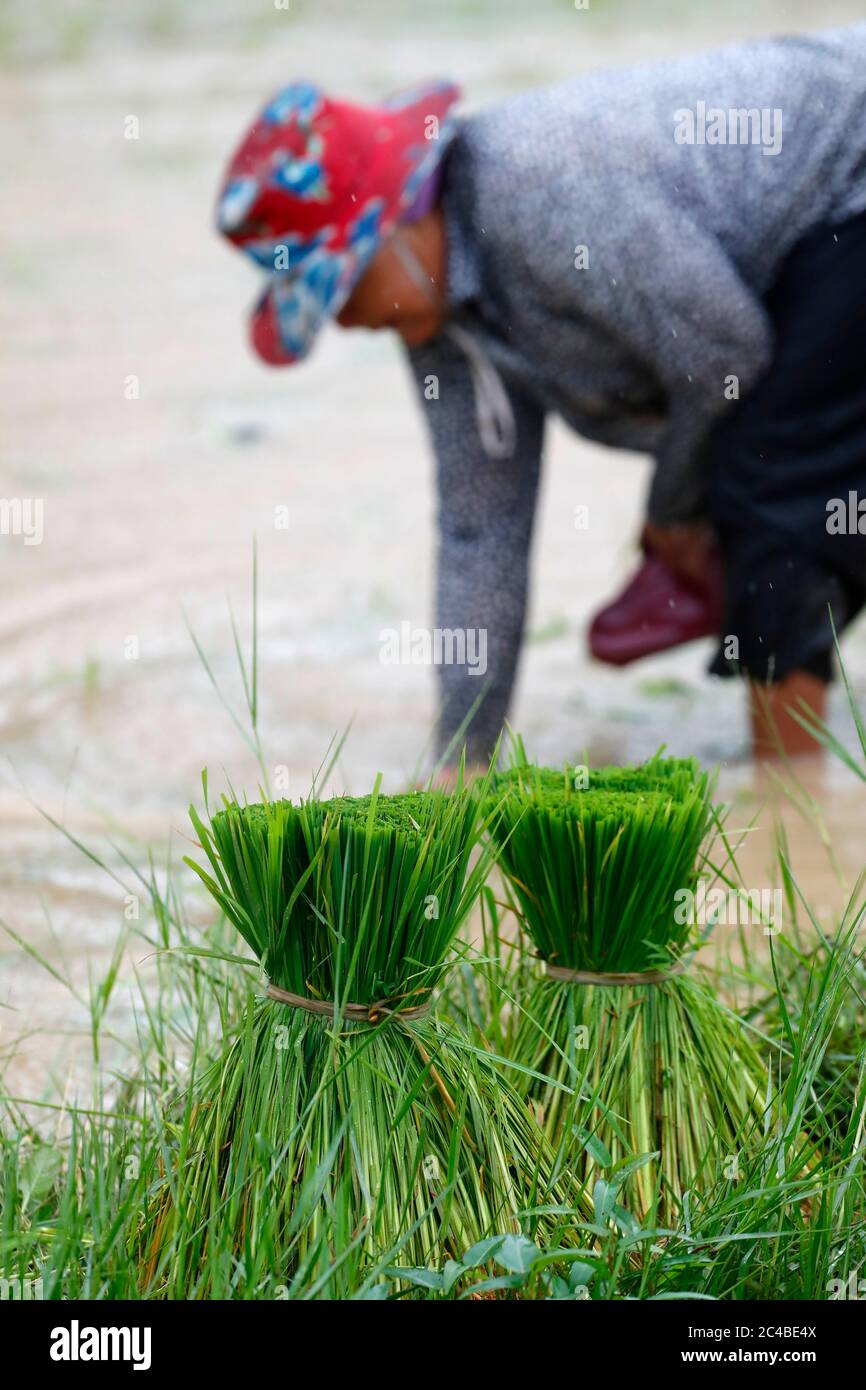 Female farmer transplanting rice shoots into rice paddies Stock Photo ...