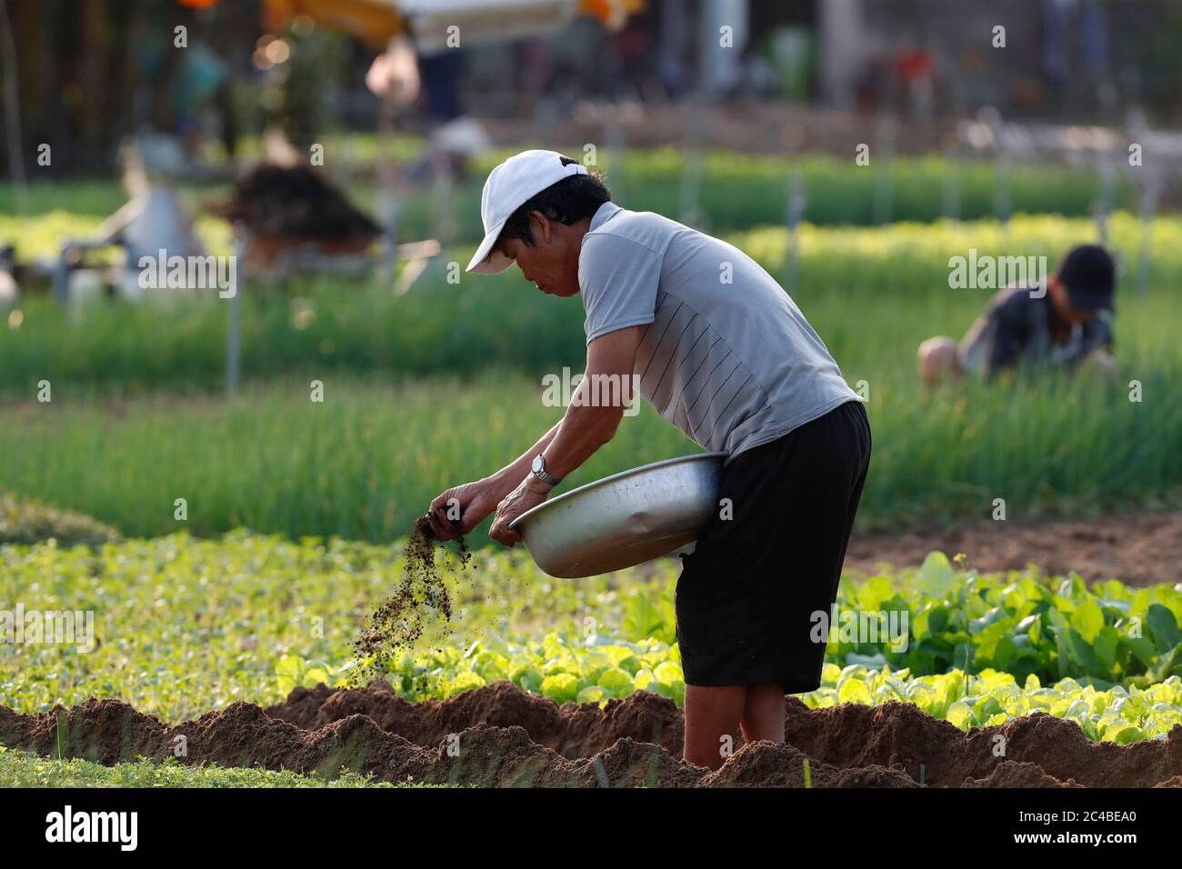 Organic vegetable gardens in tra que village Stock Photo - Alamy