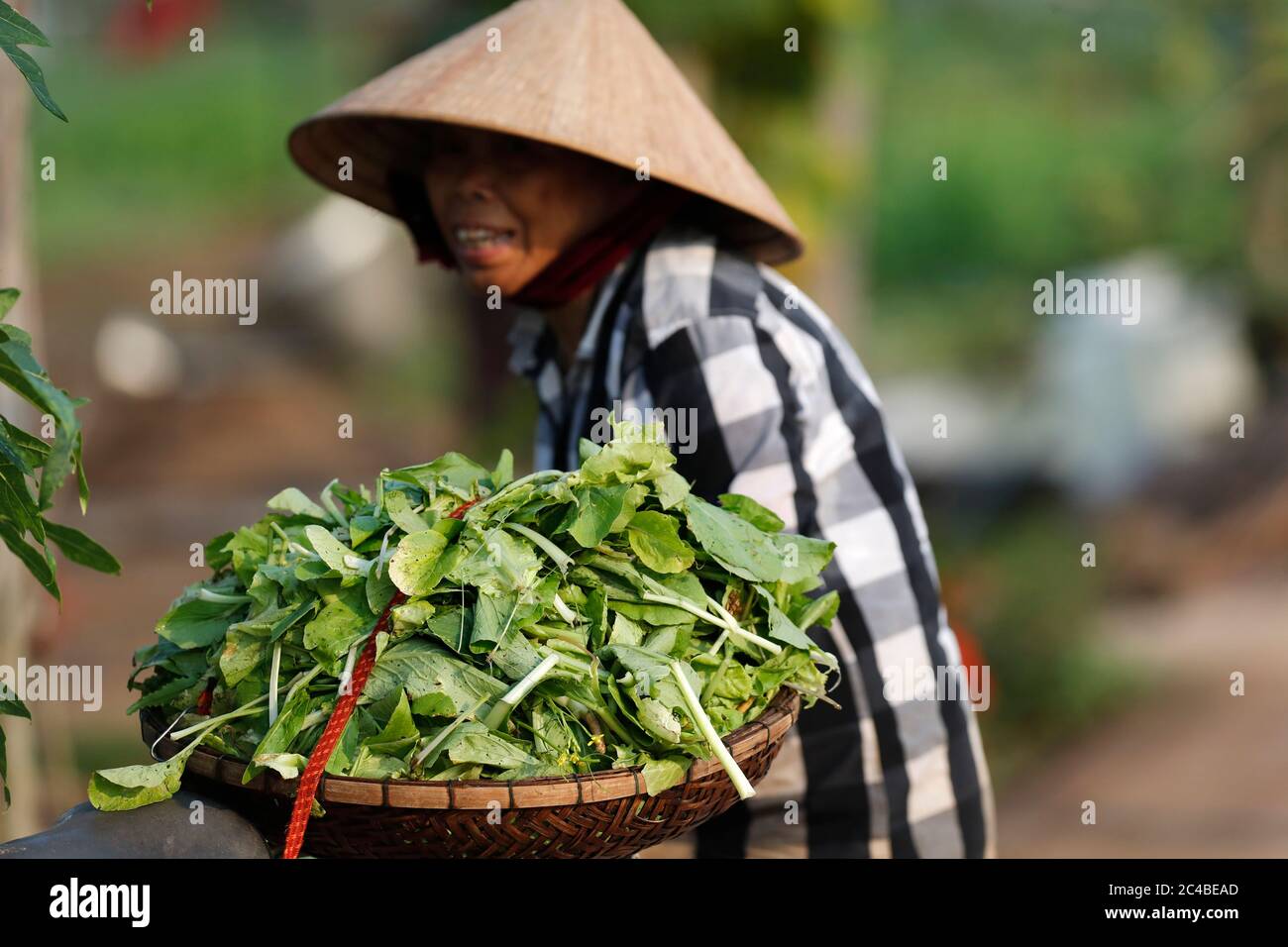Organic vegetable gardens in tra que village Stock Photo - Alamy