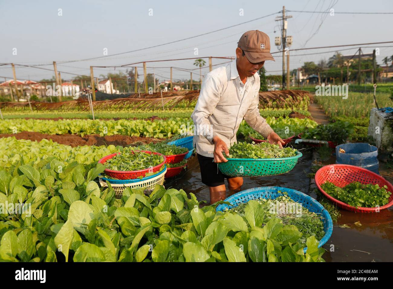 Organic vegetable gardens in tra que village Stock Photo - Alamy