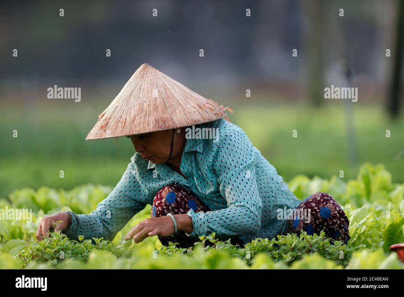 Organic vegetable gardens in tra que village Stock Photo - Alamy