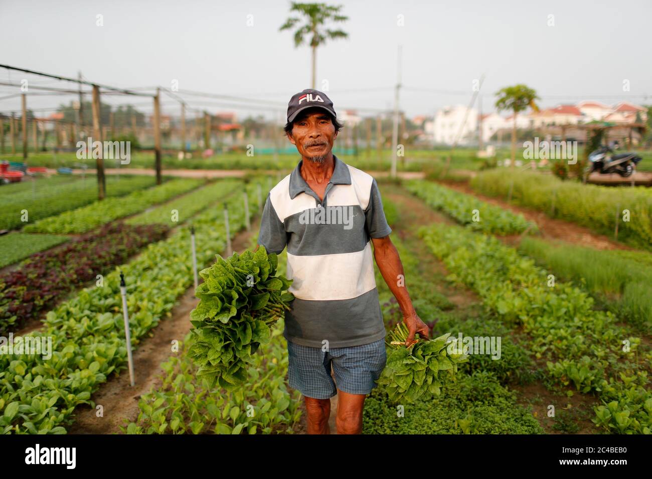 Organic vegetable gardens in tra que village Stock Photo - Alamy