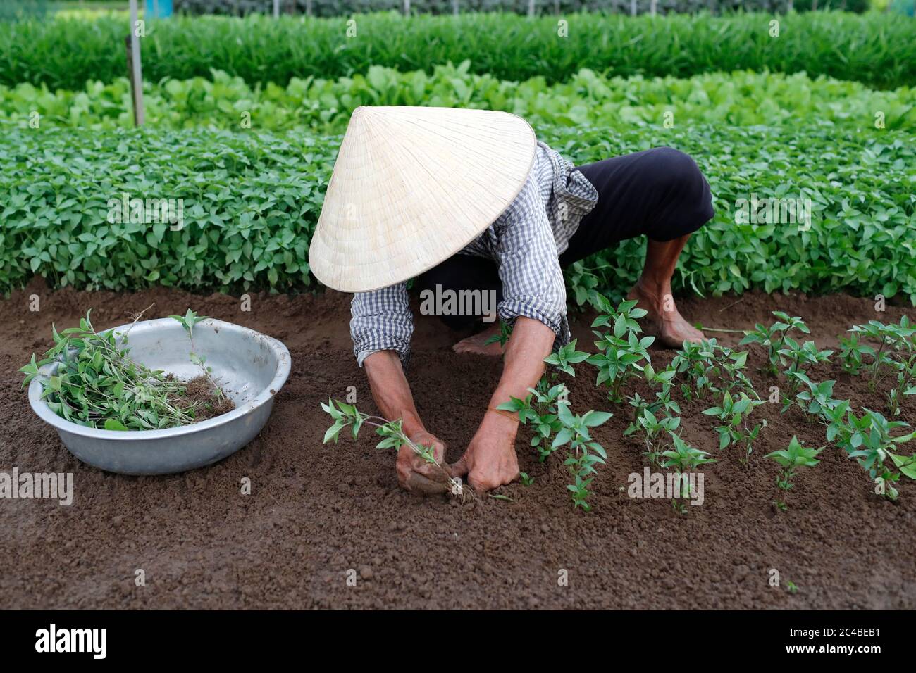 Vietnamese woman planting seedlings Stock Photo - Alamy