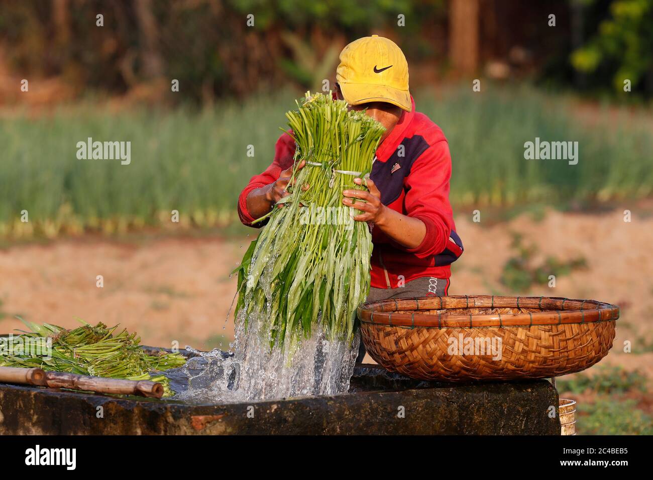 Organic vegetable gardens in tra que village Stock Photo - Alamy