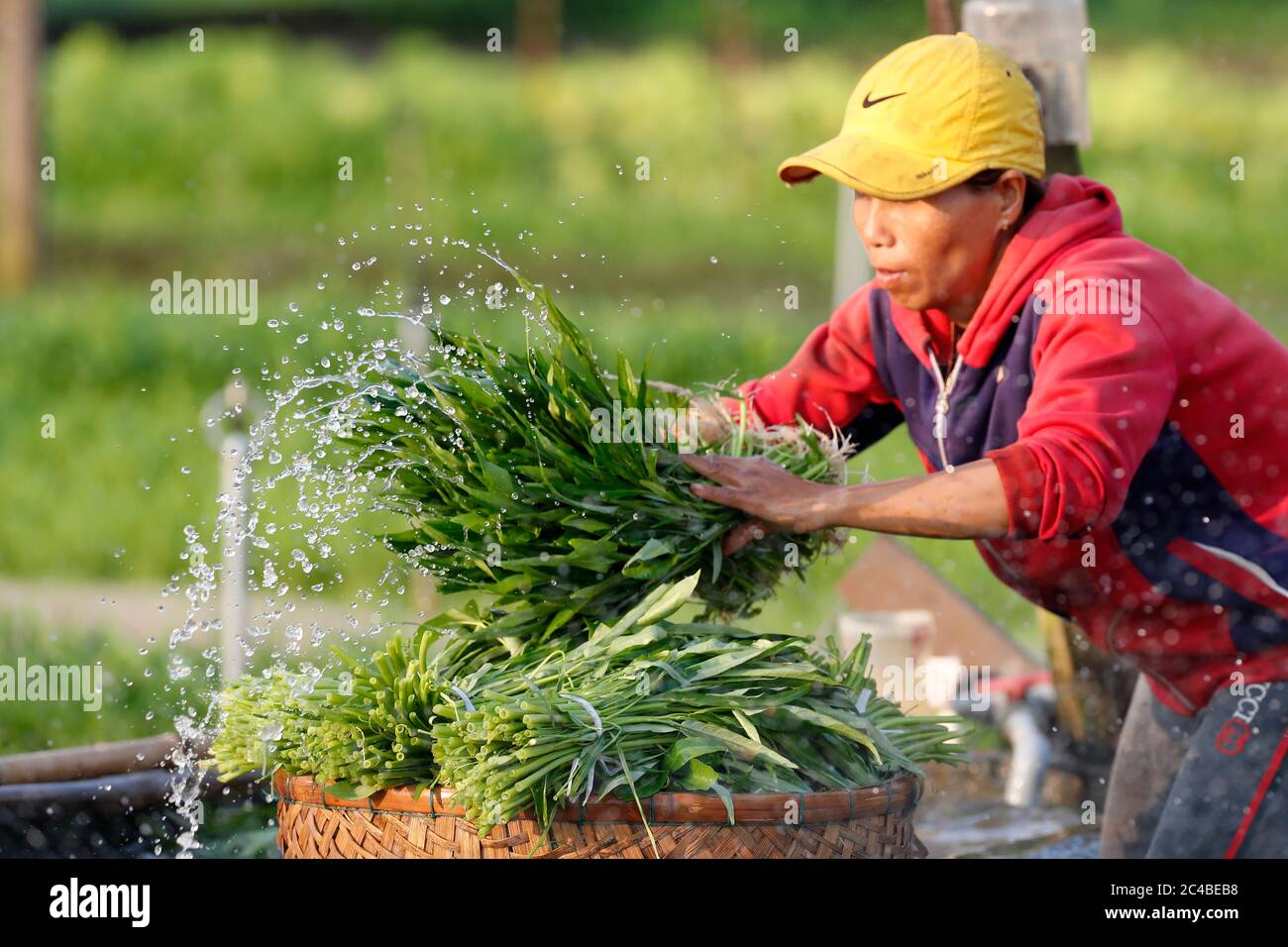 Organic vegetable gardens in tra que village Stock Photo - Alamy
