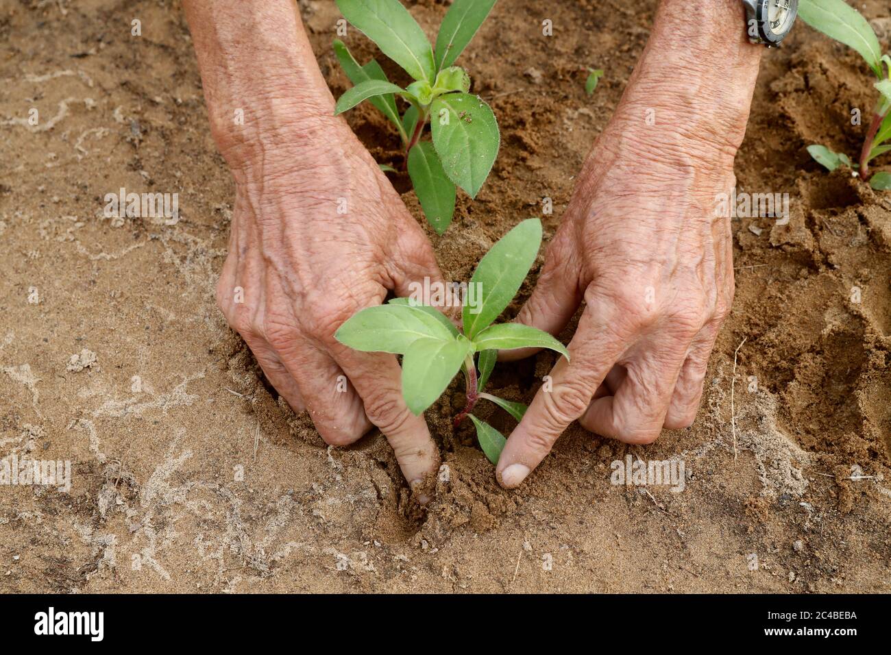 Vietnamese farmer planting seedlings Stock Photo - Alamy