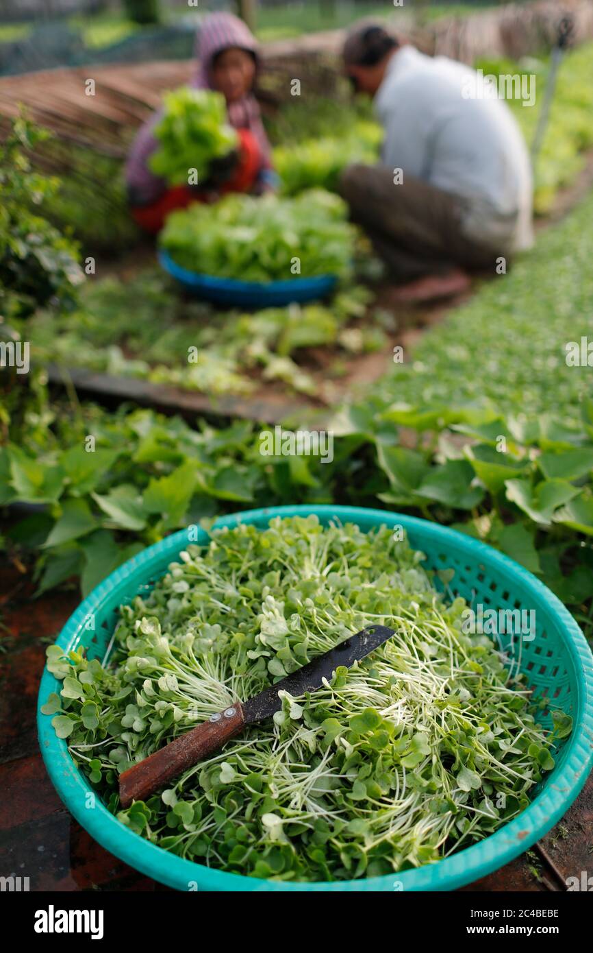 Organic vegetable gardens in tra que village Stock Photo - Alamy