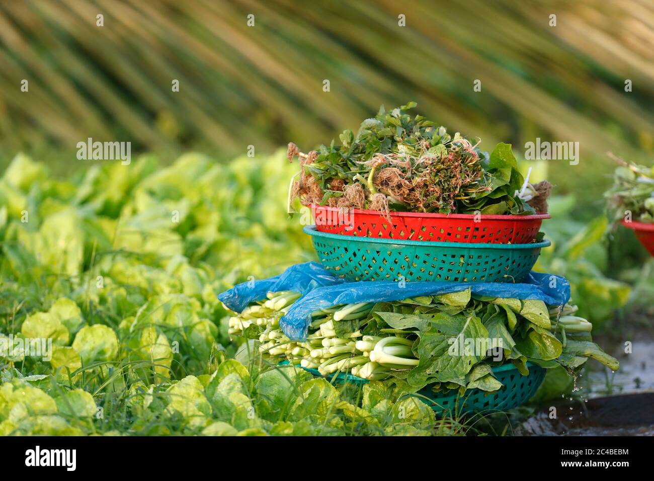 Organic vegetable gardens in tra que village Stock Photo - Alamy