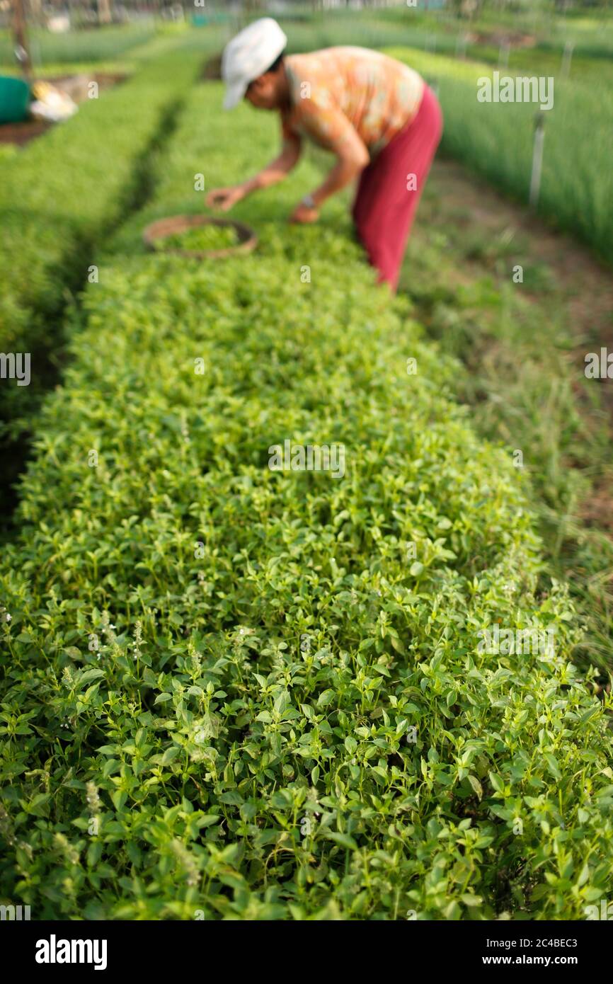 Organic vegetable gardens in tra que village Stock Photo - Alamy