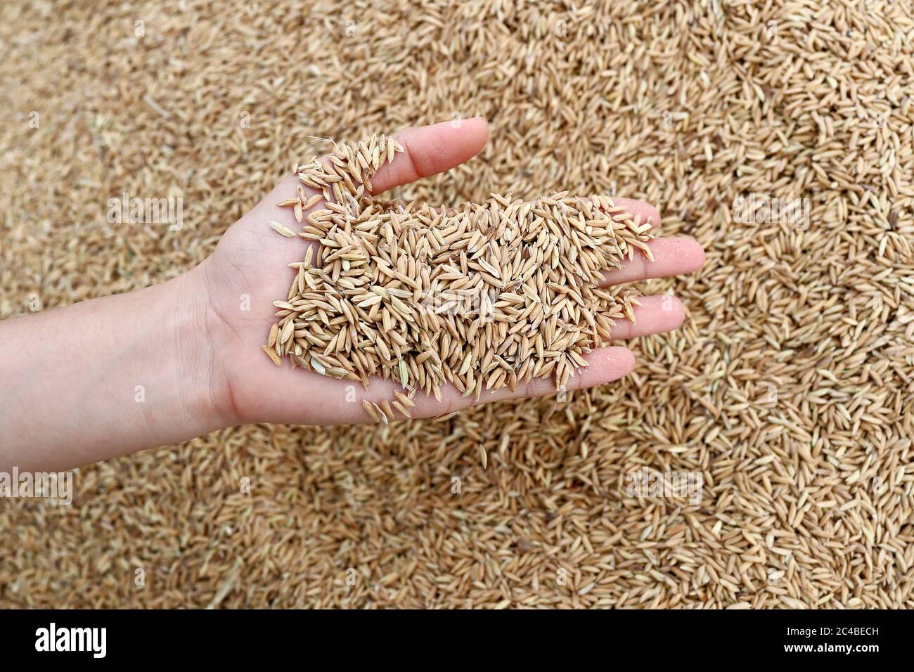 Cropped image of farmer holding rice seeds Stock Photo - Alamy