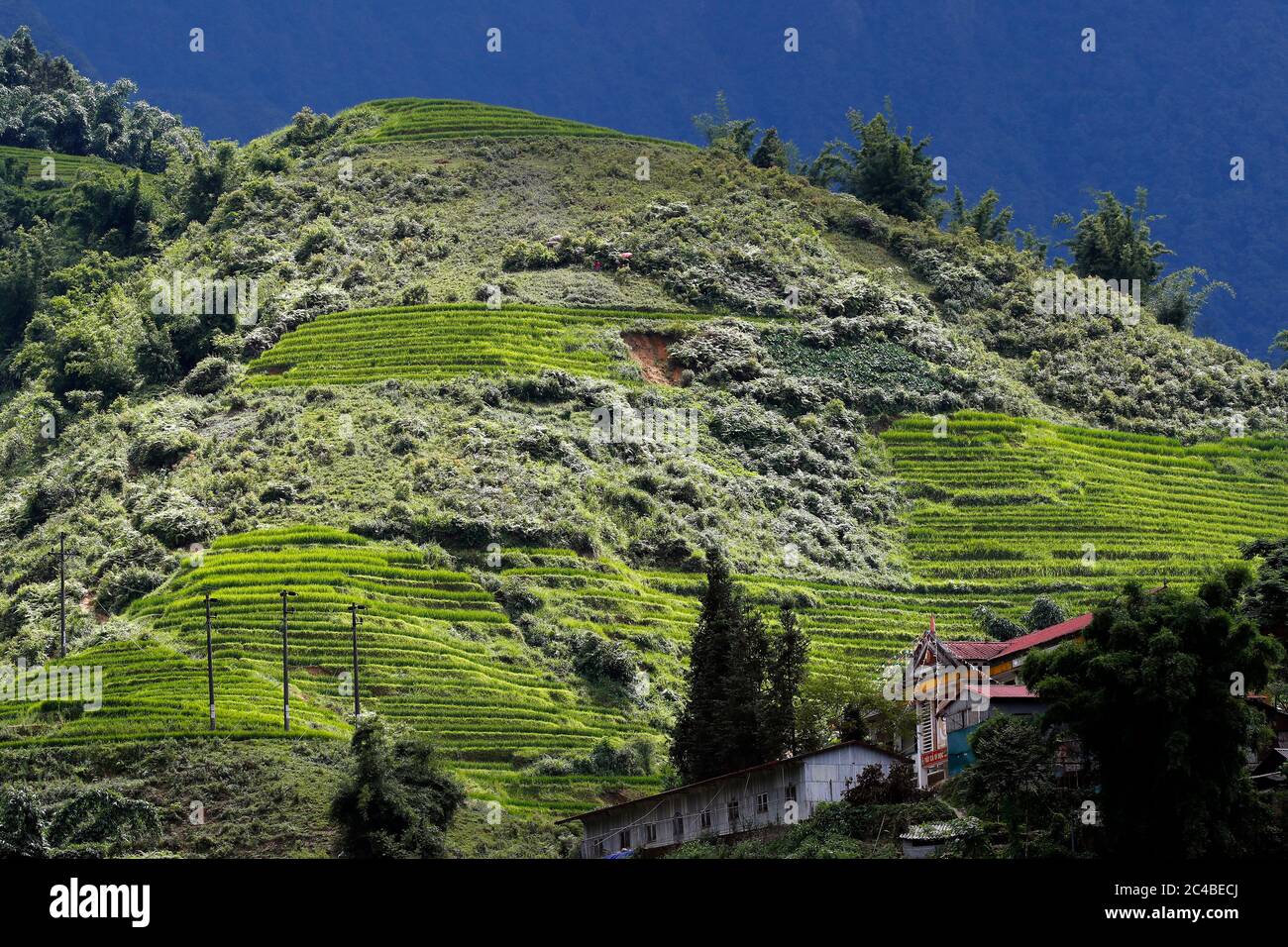 Rice fields on terraced Stock Photo - Alamy