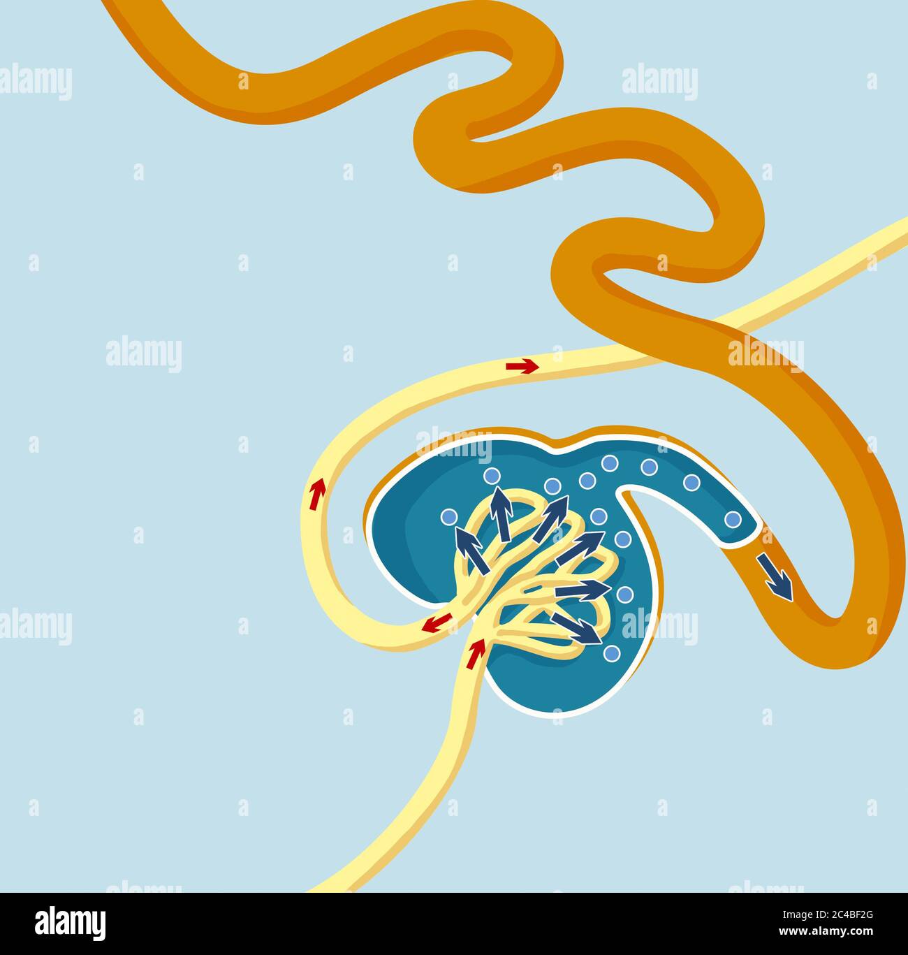 Glomerulus in section, organ for filtration and production of urine ...