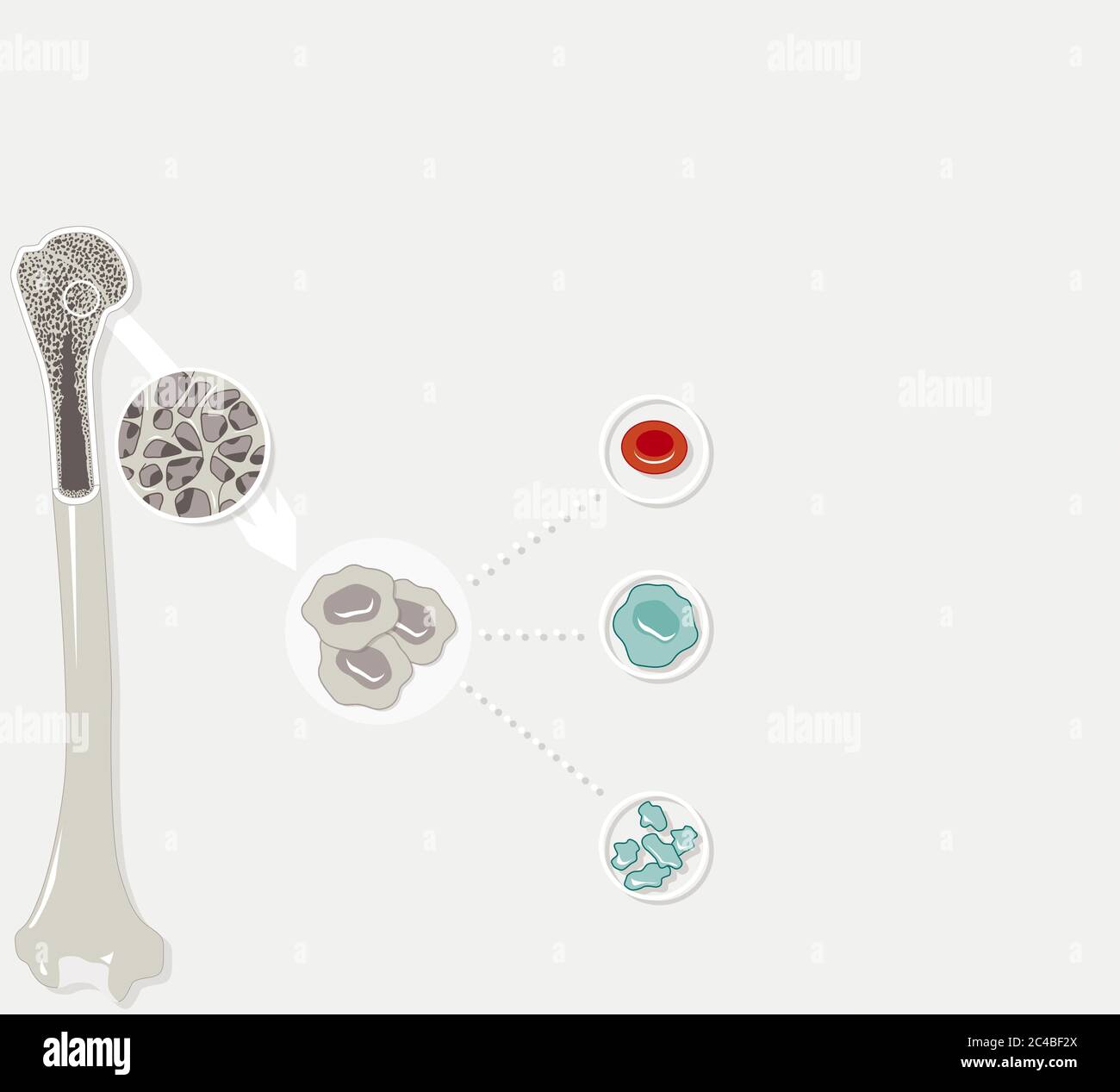 Bone marrow, stem cells, hematopoiesis. The bone marrow is located in ...