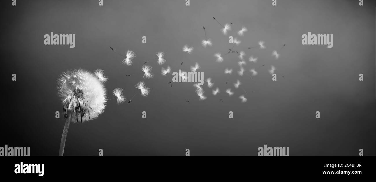 Beautiful dreamy spring with black background Stock Photo - Alamy